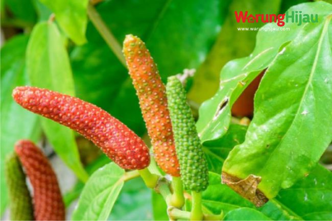 warunghijau.com - Asal Muasal Cabai Asli Nusantara warunghijau.com - Asal Muasal Cabai Asli Nusantara